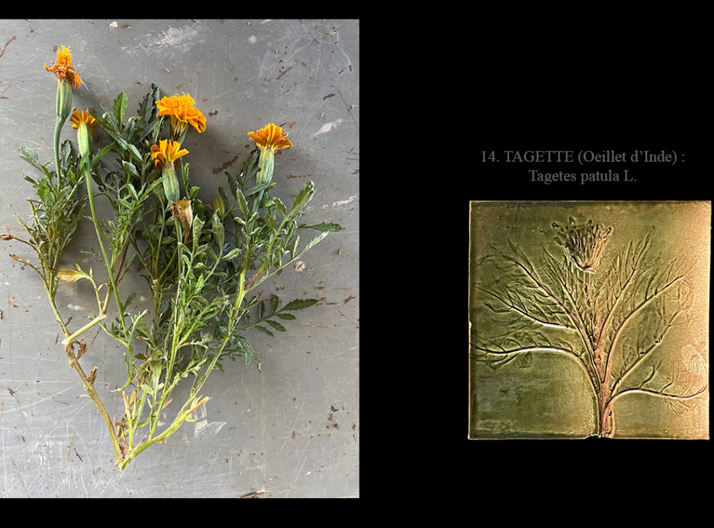 14. TAGETTE – Emery & Cie